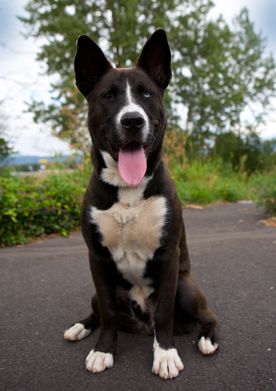 Shelter Dogs of Portland: "PRINCE CHARMING" regal Akita mix