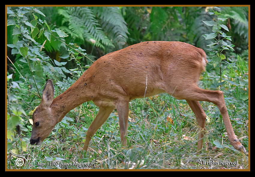 WILDLIFE GATEWAY: Les chevreuils de chez nous