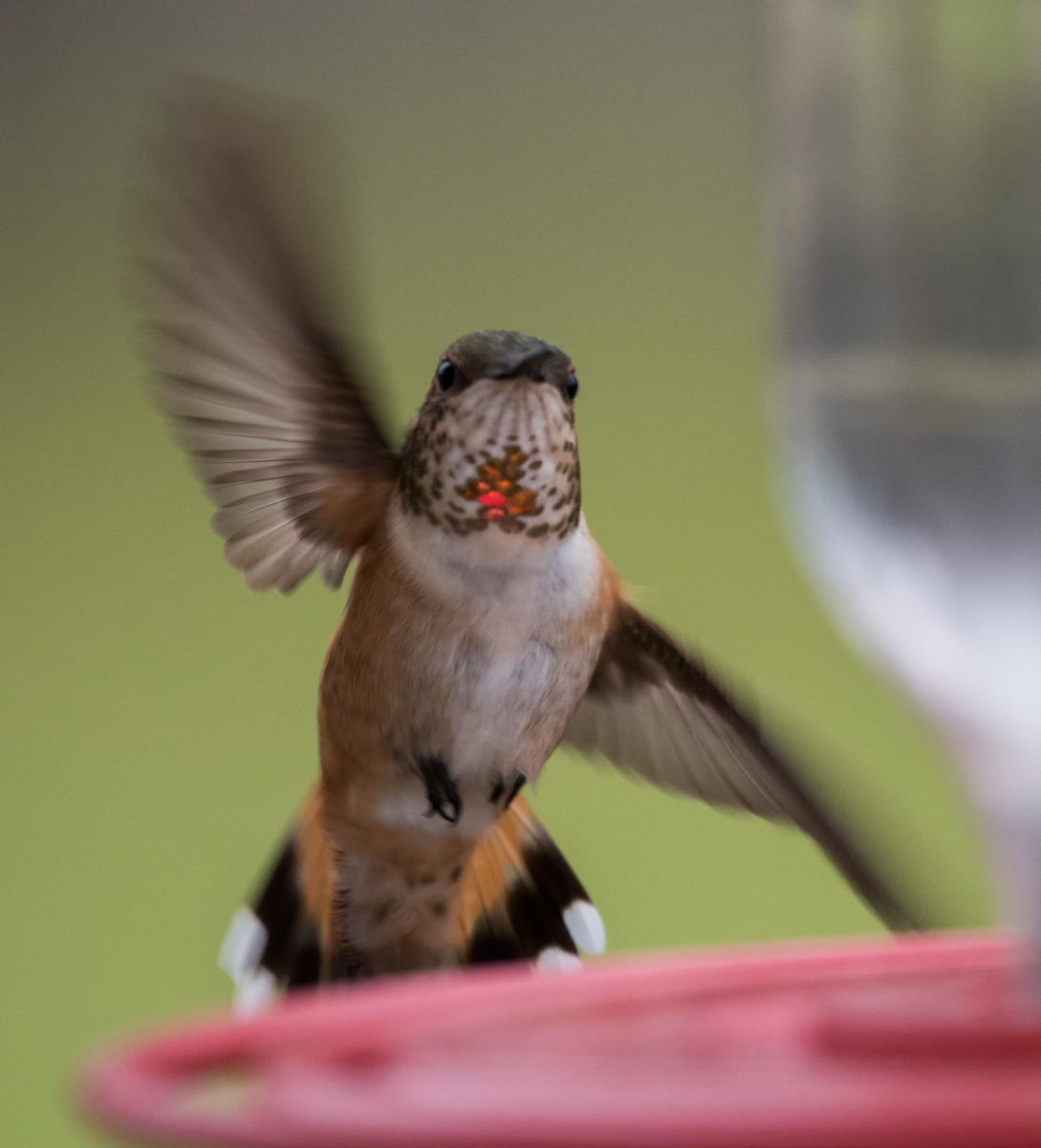 Edward Plumer: Juvenile Rufous Hummingbird in the Yard