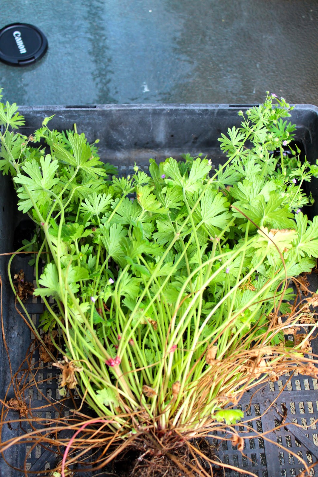 Florez Nursery: Geranium molle, Dove's Foot Cranesbill