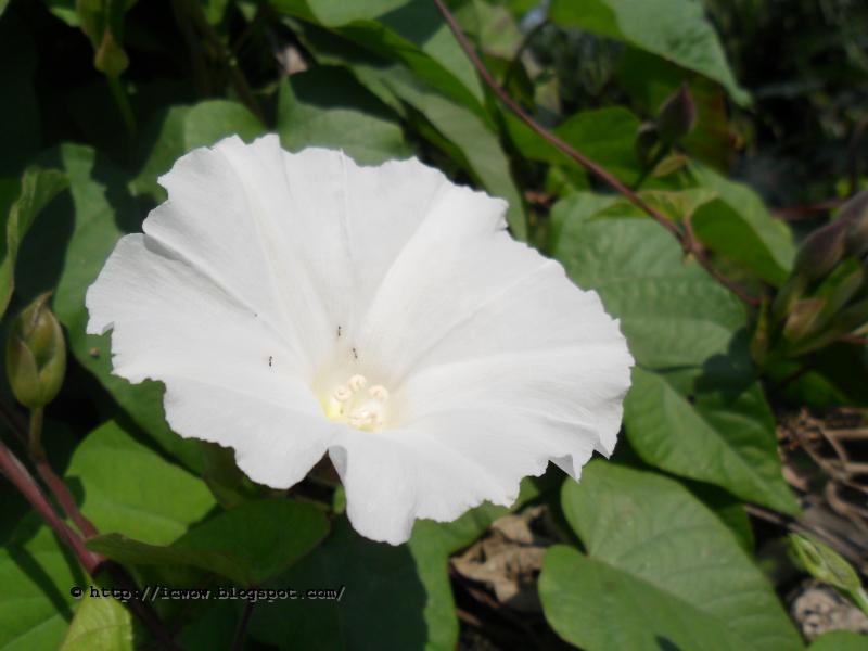 Dudh Kolmi Ful(দুধ কলমী ফুল) - Ipomoea turpethum