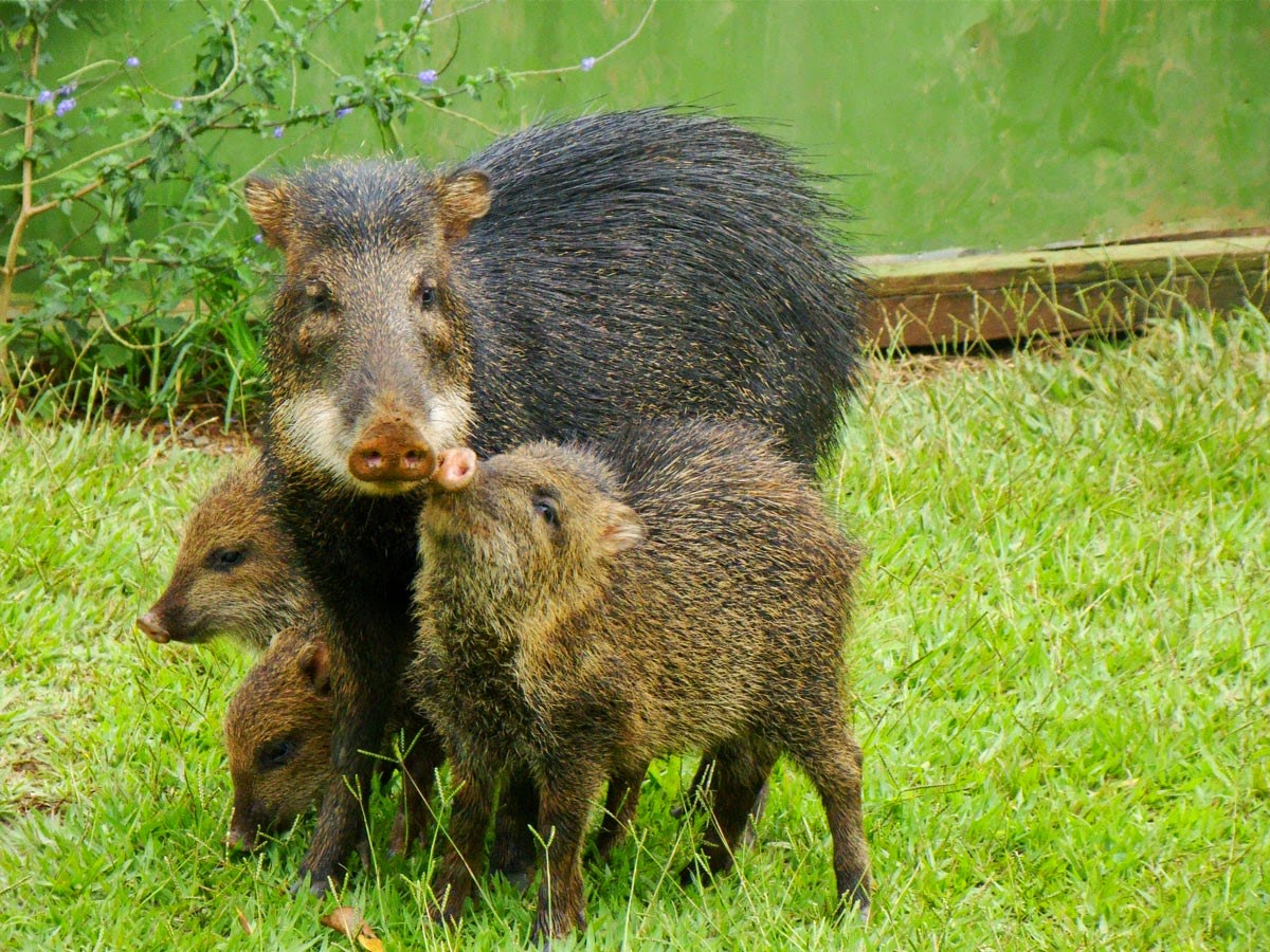 Projeto interdisciplinar #abraceobrasil - Cuidando do que é nosso - 6o ...