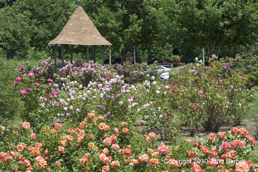 Maplewood Rose Garden Pictures: June 2011