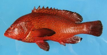 Fichas de Peces: taeniops cephalopholis