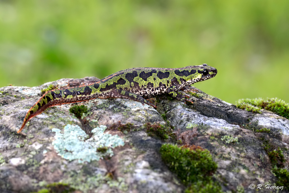 fotosricardo-h: TRITÓN PIGMEO - Southern marbled newt