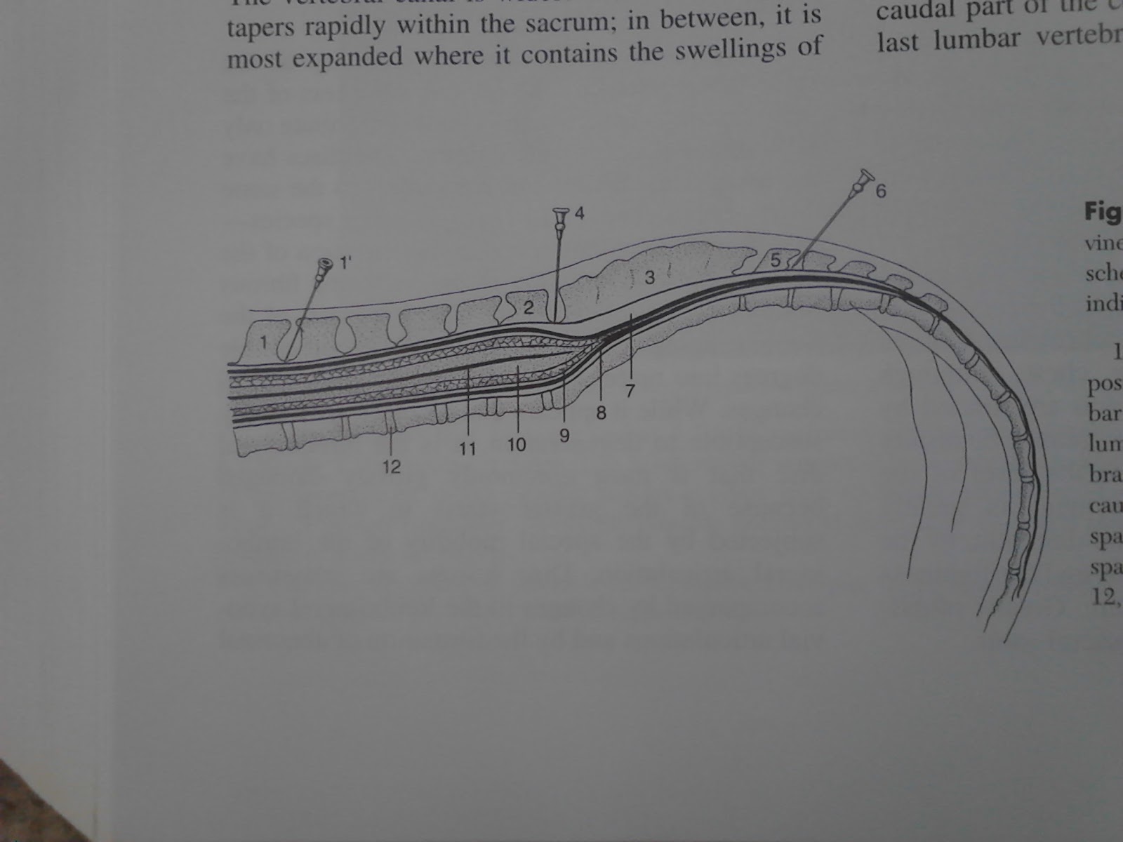 A Day in the Life of a Cow Vet: To Dock or Not to Dock....