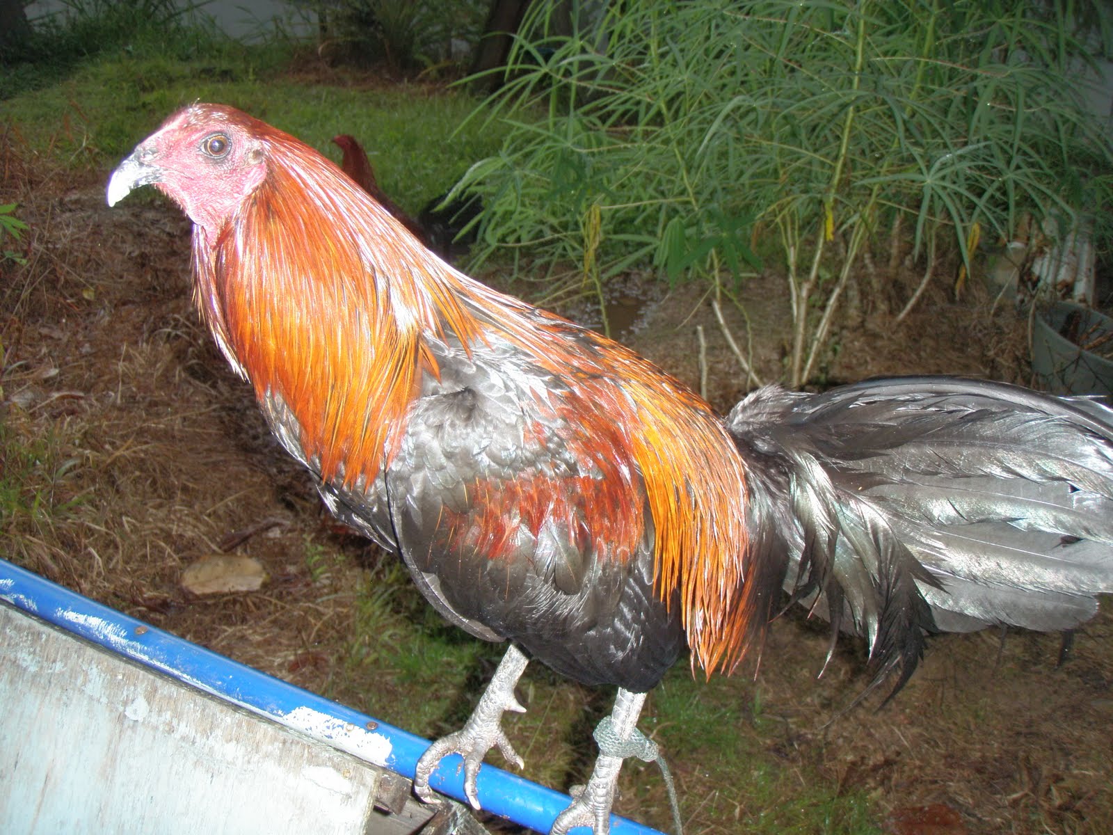 Sarawak Gamefowl Farm: Sold Battlecock 2011