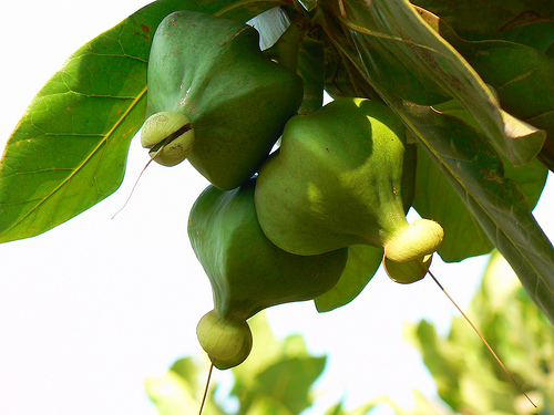 Herbal Medicine - Plant , Trees & Fruit: Botong Tree (Barringtonia ...