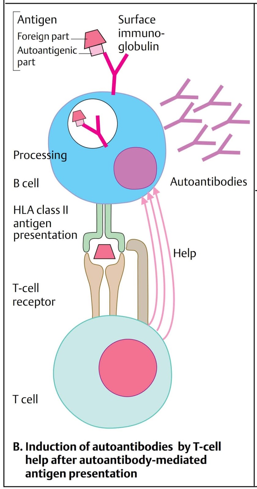 Mechanisms of Autoimmunity (1)