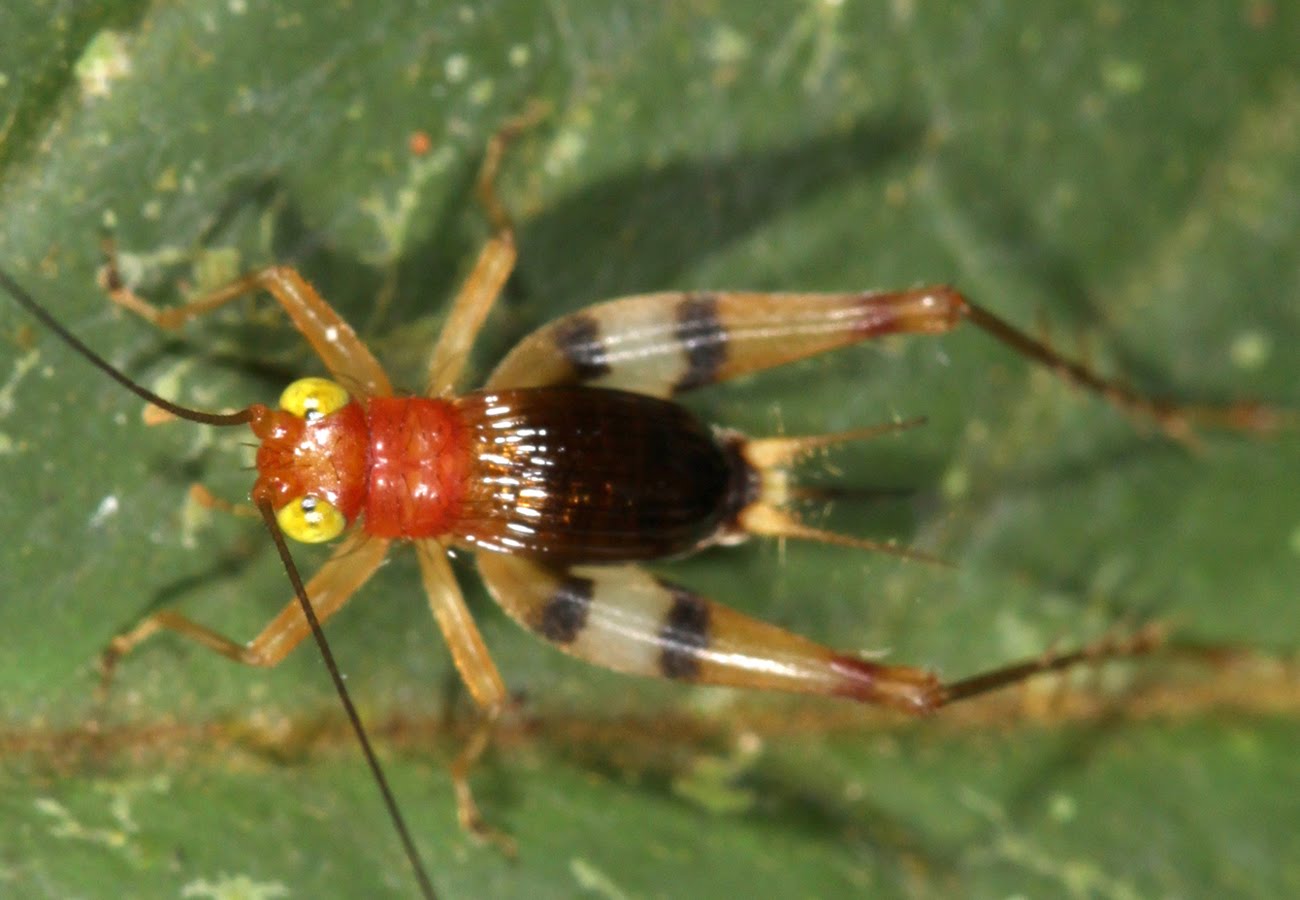 Species New to Science: [Entomology • 2020] A Taxonomic Study on the ...