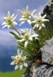 The Pure White of Edelweiss | Flowers