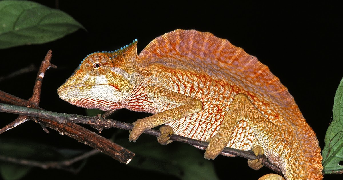 Real Monstrosities: Crested Chameleon