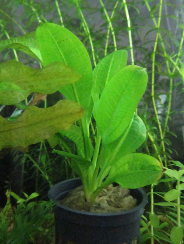 Is this a melon sword? | The Planted Tank Forum