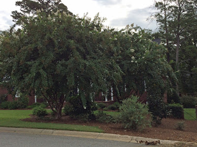 SHOOTS & MATTERS: The Majestic Crepe Myrtle Twins