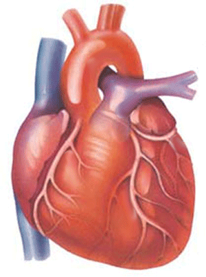 TELEMEDICINA - CARDIOLOGIA: EL CORAZON
