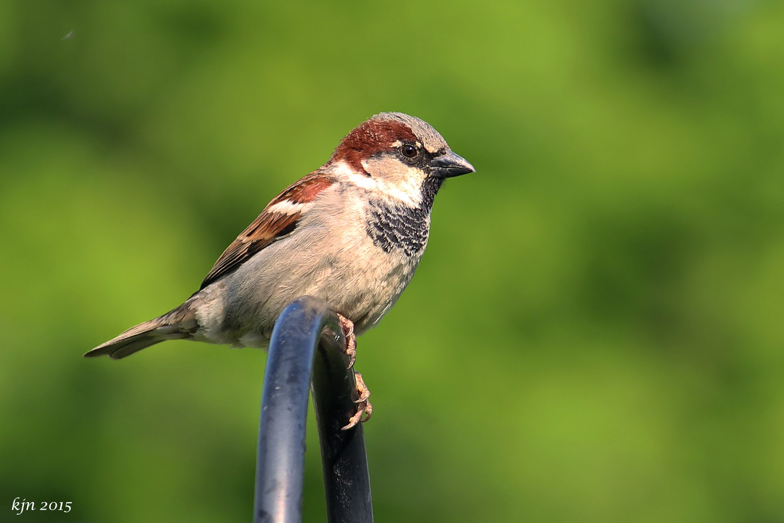 The Outskirts of Suburbia: The Sparrow and the Hummingbird