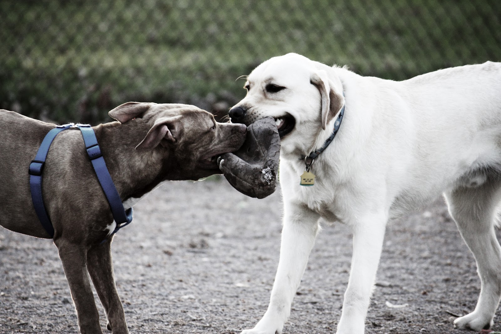 Morgan Spicer's Pet Portraits