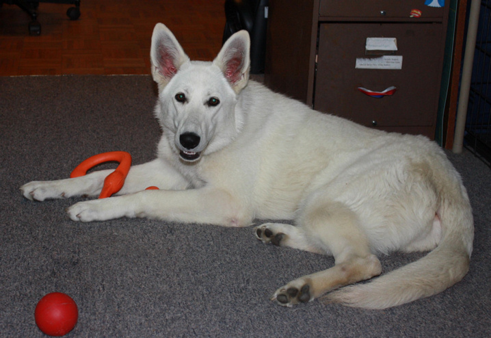 International Shiloh Shepherd Dog Club, Inc. [ISSDC]| Rescue/Rehome Program