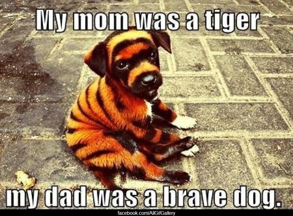 The brave dog | All Gif Gallery