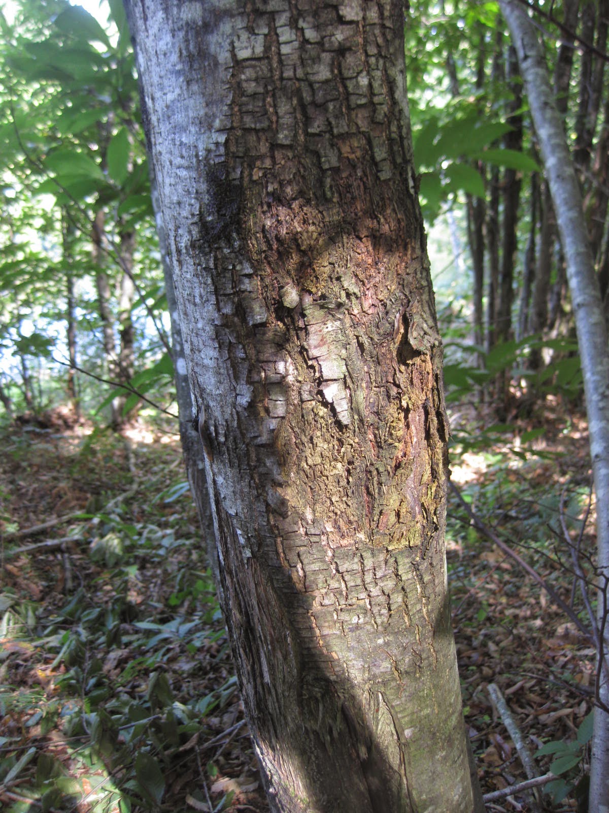 Jumilhac-le-Grand, Limousin Périgord: Le chancre du châtaignier à ...