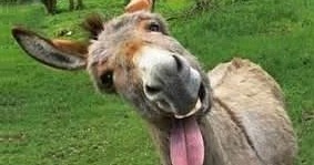 Proyecto: "El Burro": Cosas interesantes sobre los burros