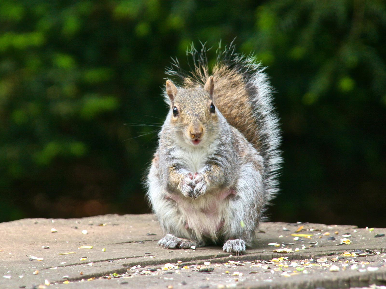 Natural Captured And Interesting Animals Pictures For Desktop Wallpaper ...