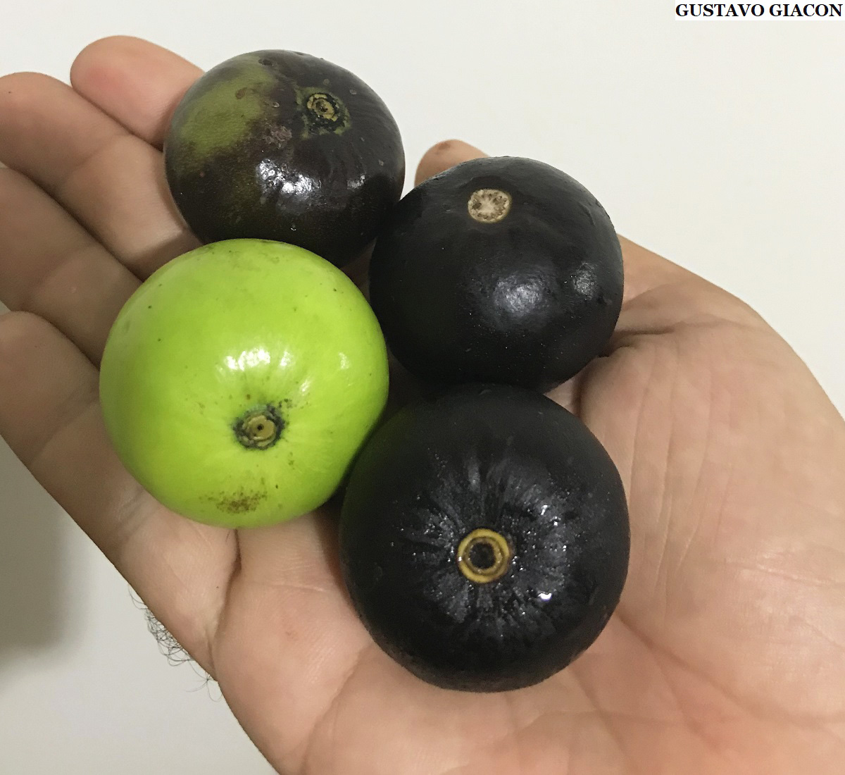 Viveiro Ciprest - Plantas Nativas e Exóticas: Puruí ou Marmelada do ...