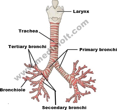 Human Respiratory System Organs Structure and Function ~ MediMolt