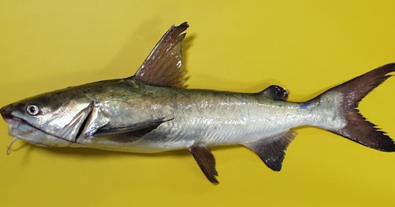 Oppdag Fisk!: Arius Proops/Crucifix Sea Catfish/Sciades Proops ...