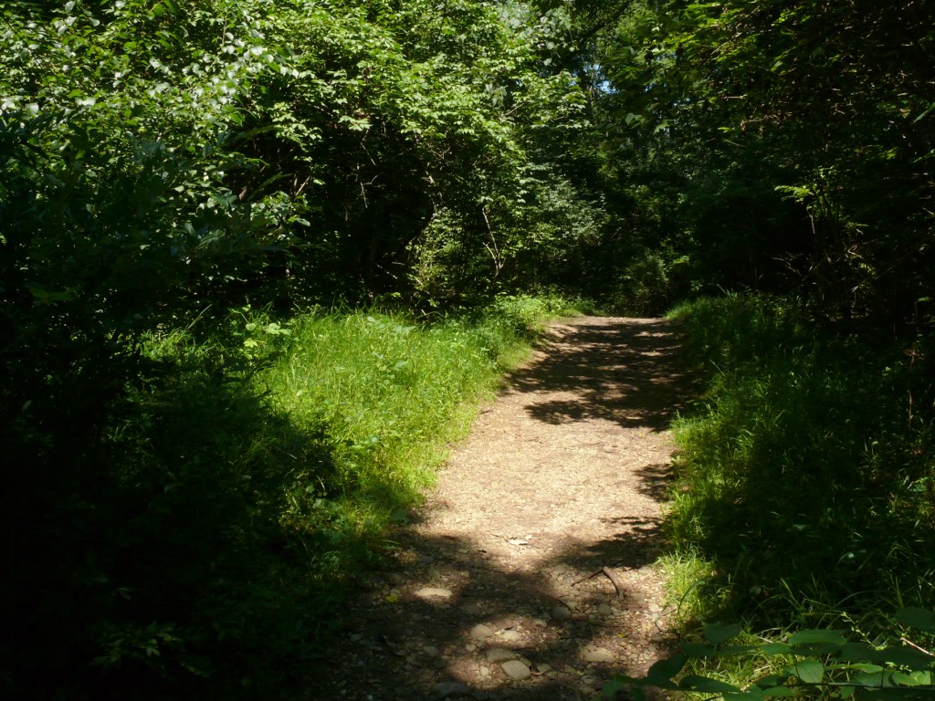 Ohio Birds and Biodiversity: Gnat-ogre