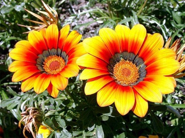 Attractive Fresh Flowers Pictures