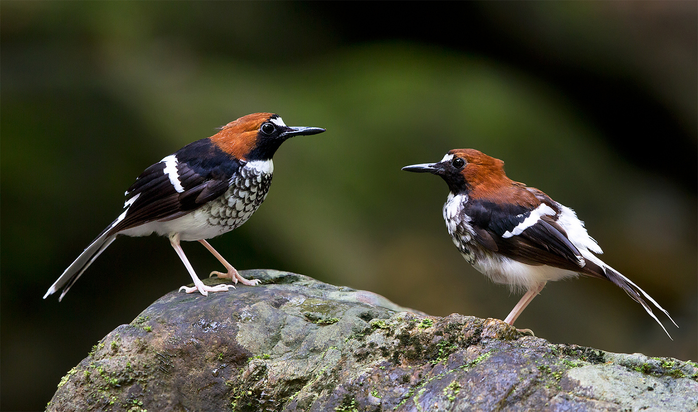 Courting display of the male Chestnut-naped Forktail