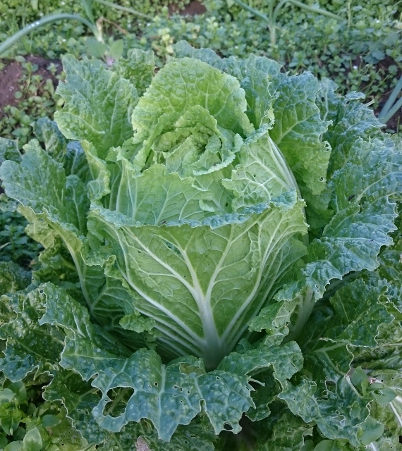 El Huerto de Jose Antonio: Cultivo de Col China