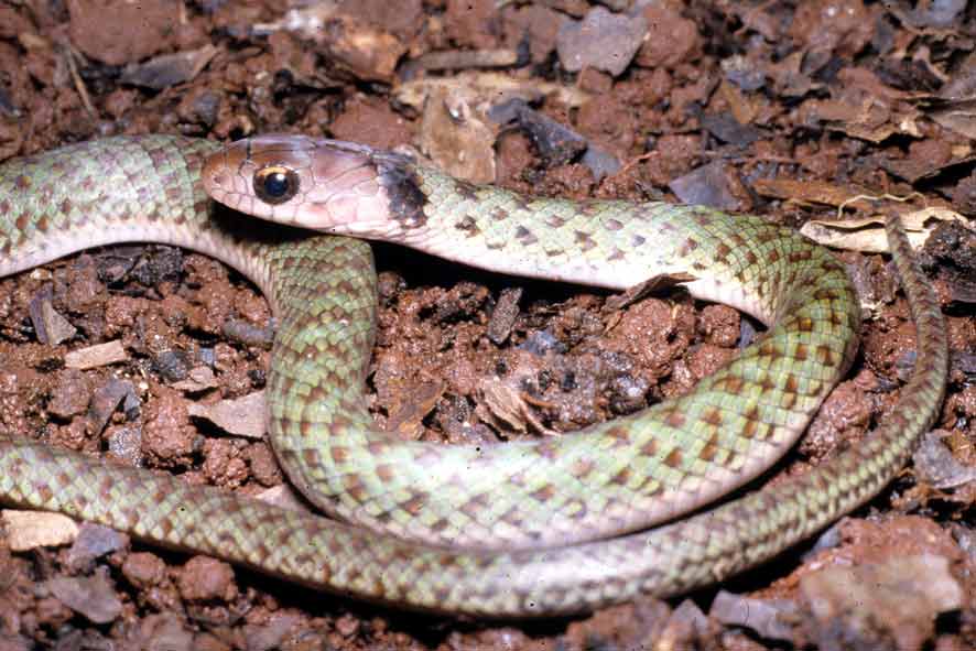 Serpentes Brasileiras - Espécies: Liophis typhlus (Linnaeus, 1758)