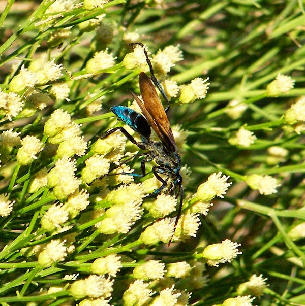 Other Homes and Gardens: Desert Broom in Bloom