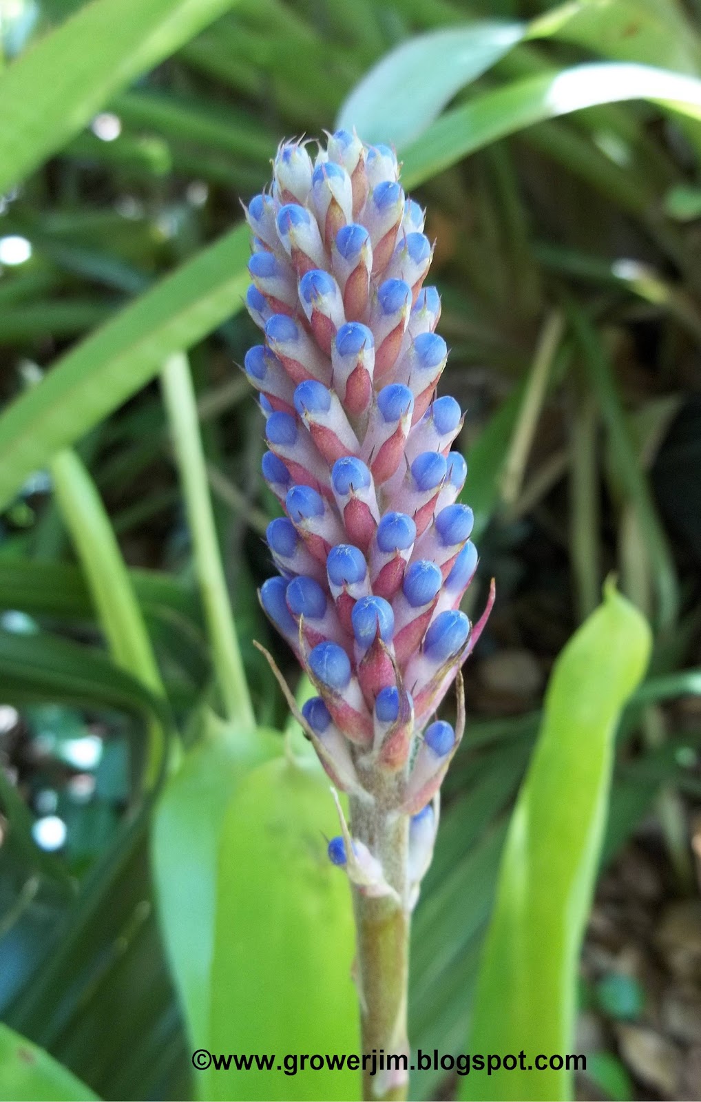 Garden Adventures: Aechmea cylindrata