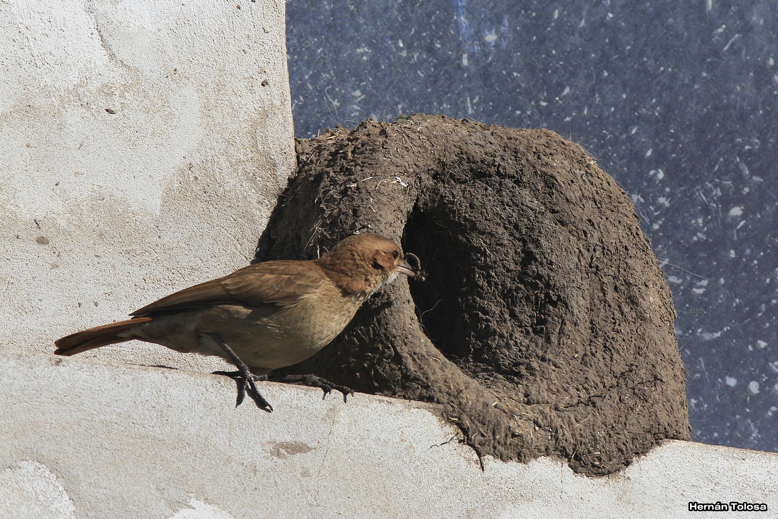 Aves de Argentina: Historia de horneros