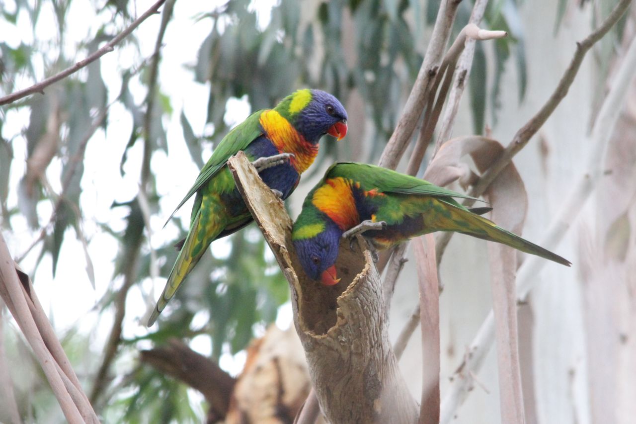 Pete's Flap Birding Aus: Rainbow lorikeets nest-building