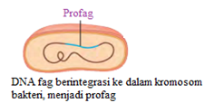 Reproduksi Virus fag: 2.Siklus Lisogenik - BELAJAR BIOLOGI