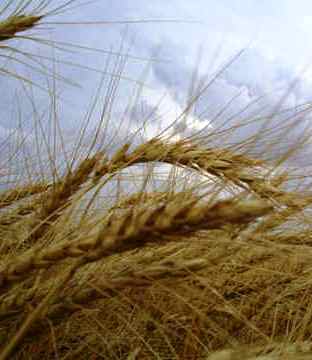 Neu Bruderthaler: Turkey Red, a Heritage Wheat