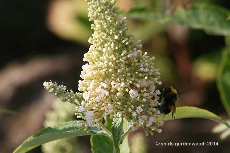 Welcome... Buddleja ‘Buzz Ivory’ - shirls gardenwatch