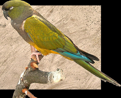 Araucaria: LA PERRUCHE DE PATAGONIE A TRAVERSÉ LES ANDES IL Y A 120.000 ANS