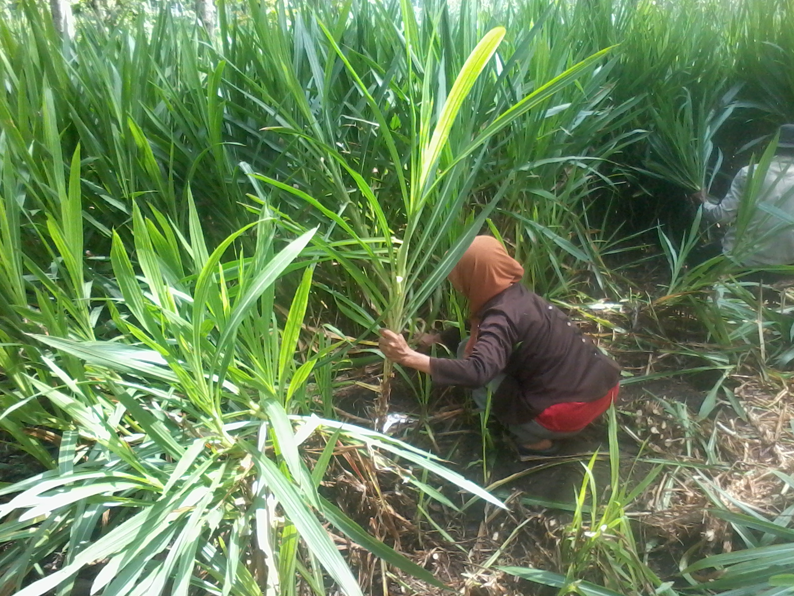 harga jual bibit rumput odot dan gajah kolonjono murah Januari Tahun ...