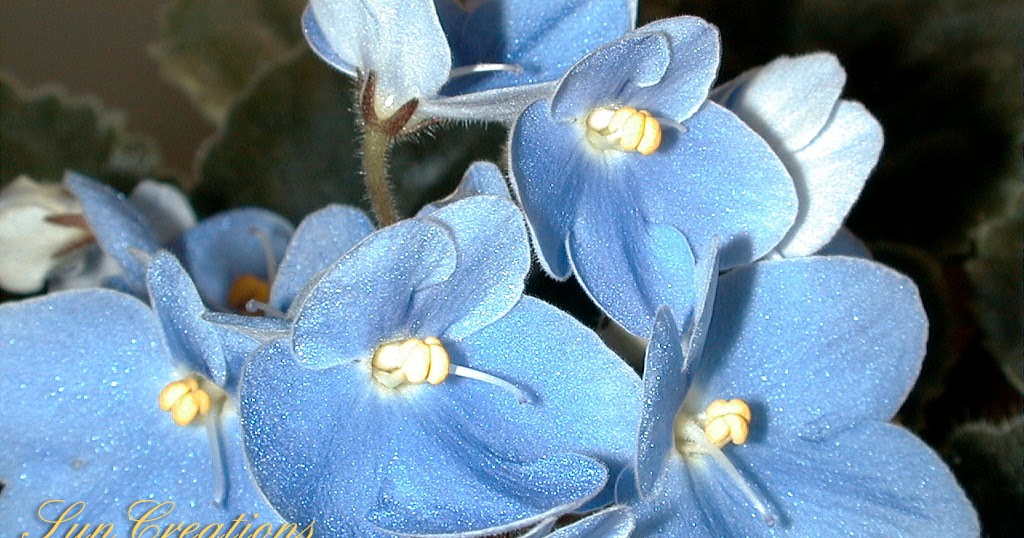 Blue African Violets