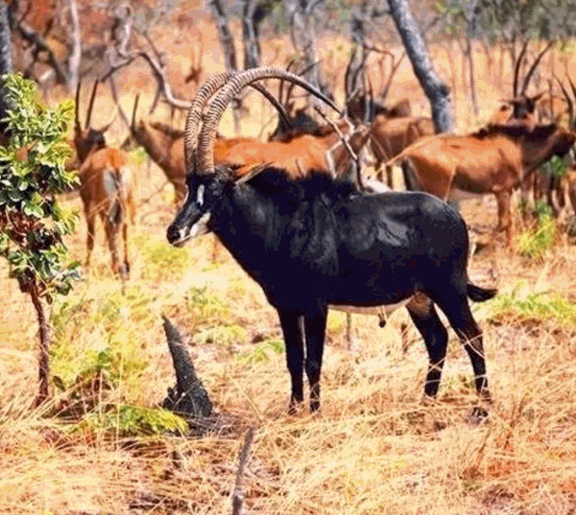 SÃO APENAS 200 ANGOLANAS - O Último Reduto - "Nasci Para Ser Selvagem"