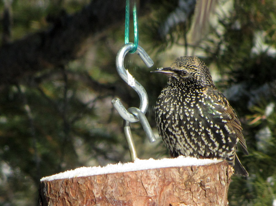 North Shore Nature: Notes on the European Starling in a northern ...