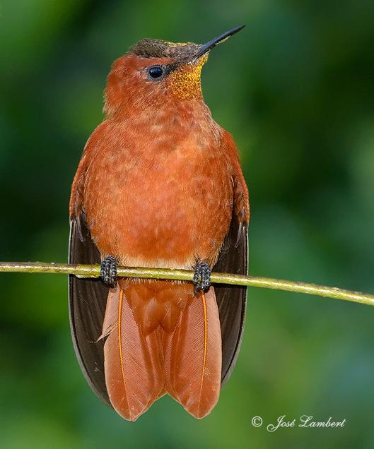 DarwinChile: El Picaflor de Juan Fernández Monumento Natural