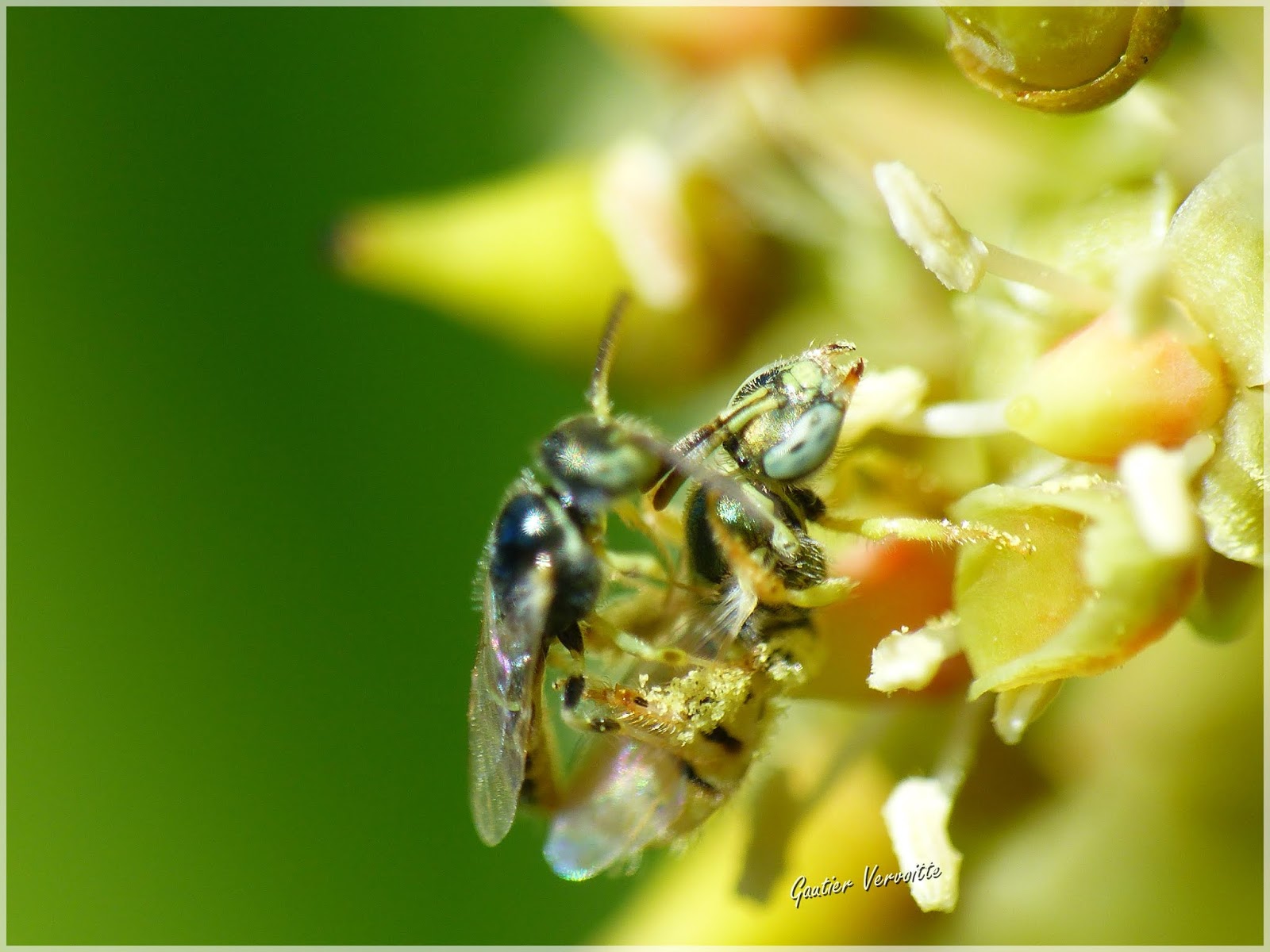 Voilà une des plus petite abeille solitaire d'Europe Nomioides facilis ...