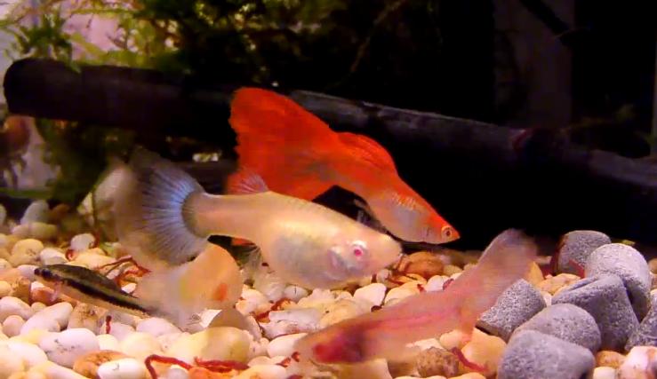 Fish Zone: guppy fish breeding