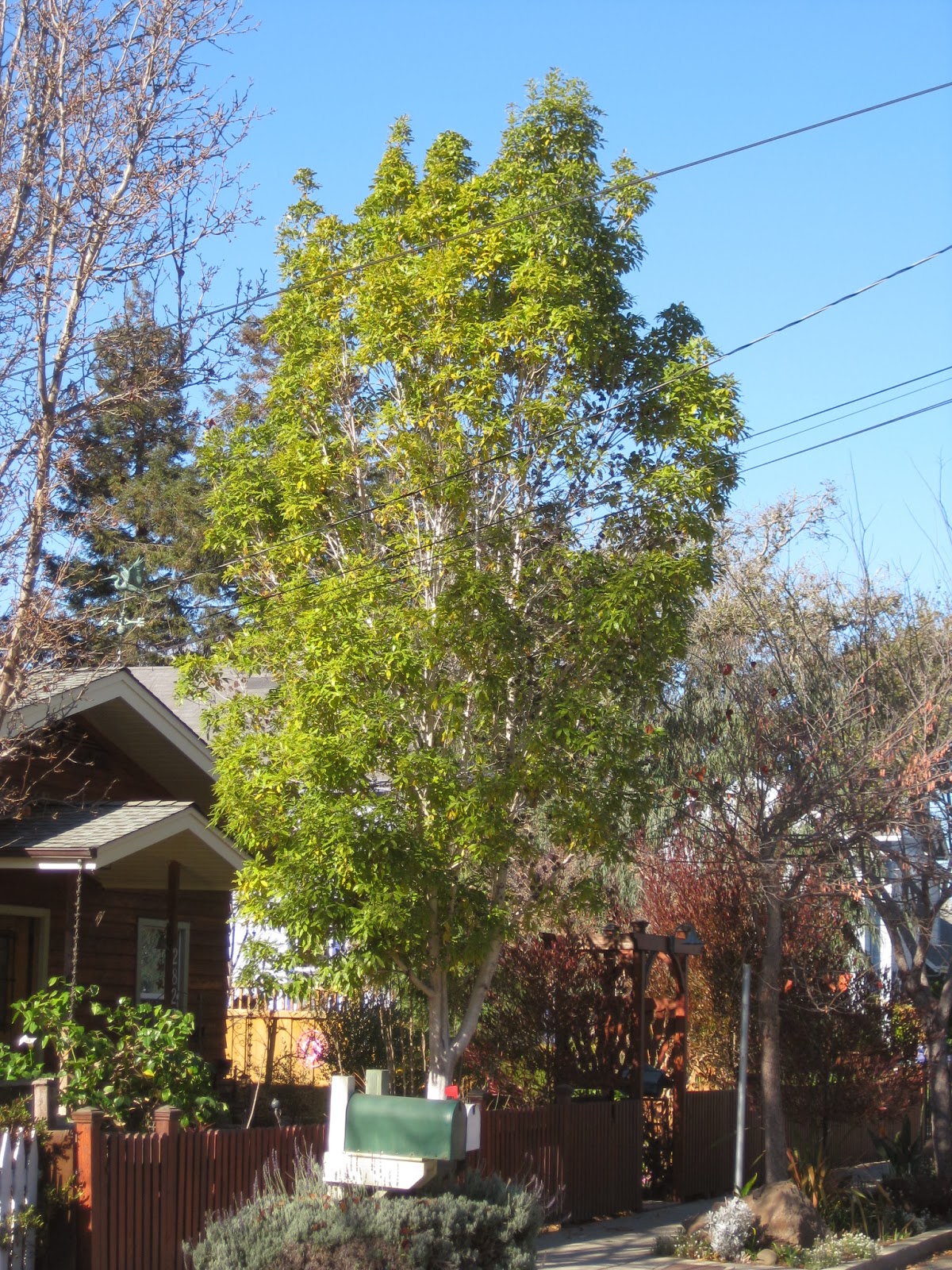 Trees of Santa Cruz County: Pittosporum eugeniodes - Lemonwood (Tarata)